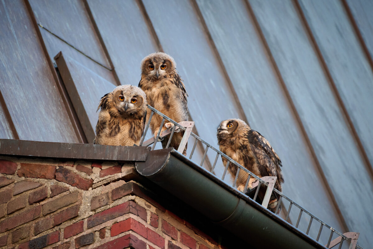 Nachrichten - Gesellschaft zur Erhaltung der Eulen e.V. (EGE)