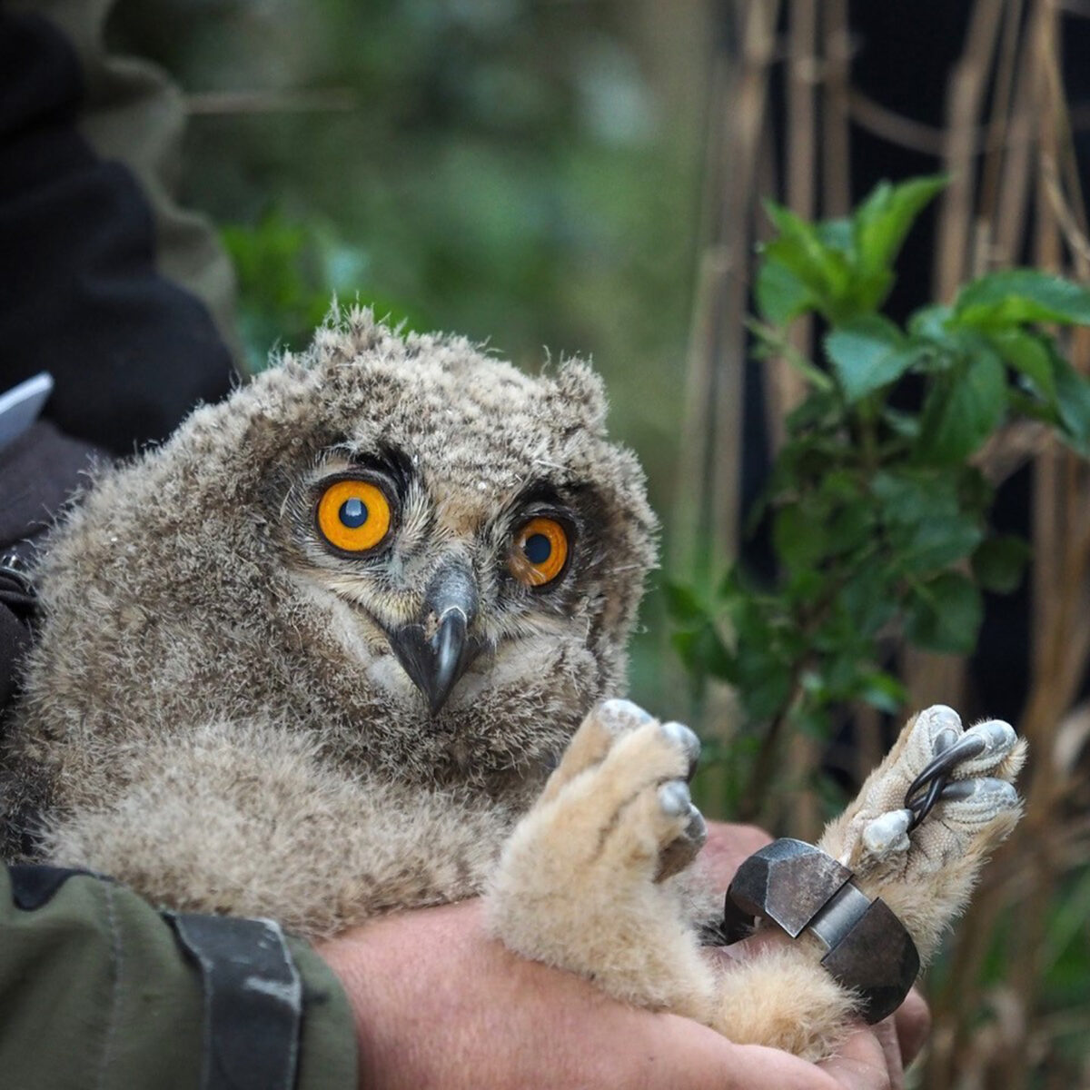 Mit dem Uhu auf Du und Du - Gesellschaft zur Erhaltung der Eulen e.V. (EGE)