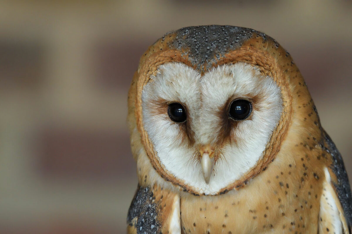 Schleiereulen entlang der Erft 2023 - Gesellschaft zur Erhaltung der ...
