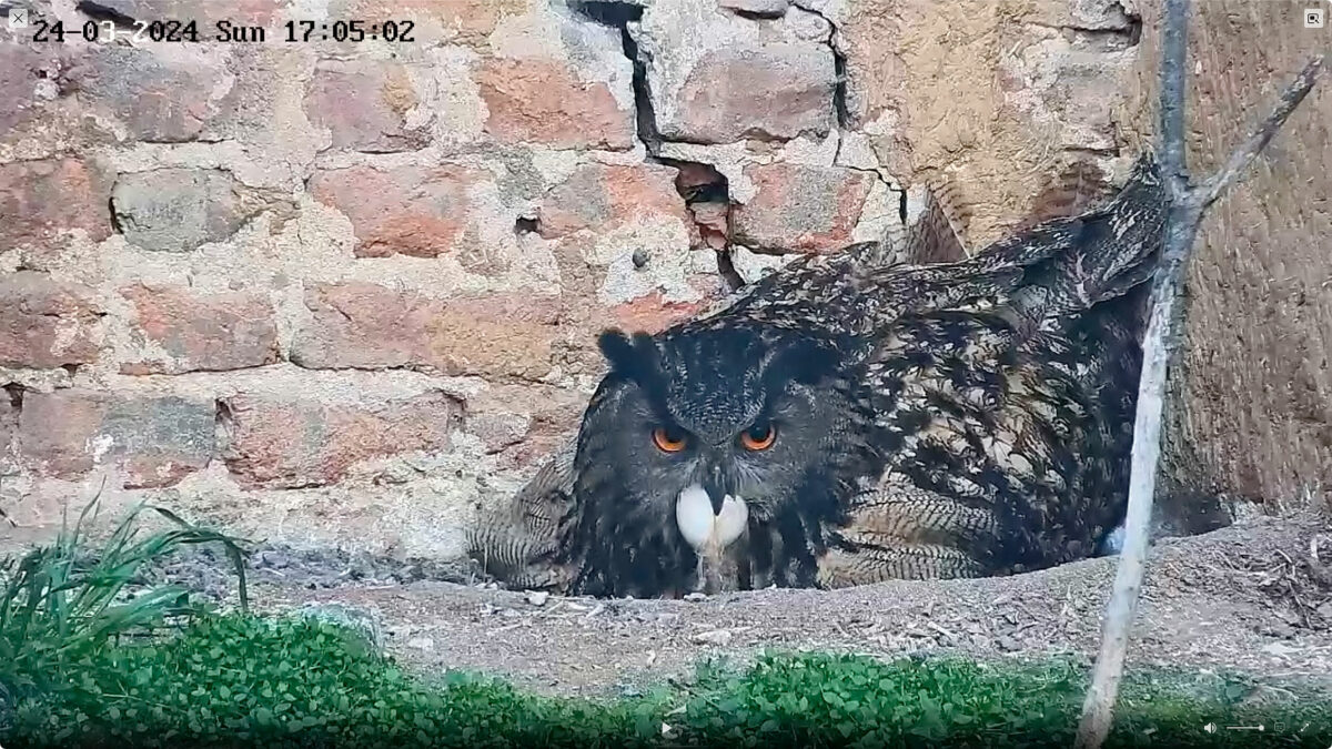 Webcam-Uhus in der Ruine: Erstes Küken geschlüpft! - Gesellschaft zur ...